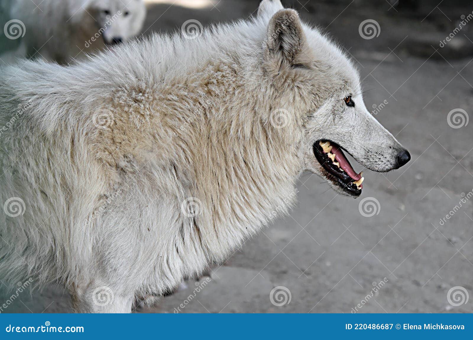 Muzzle of a Polar Wolf Close-up Stock Image - Image of forest, outside ...