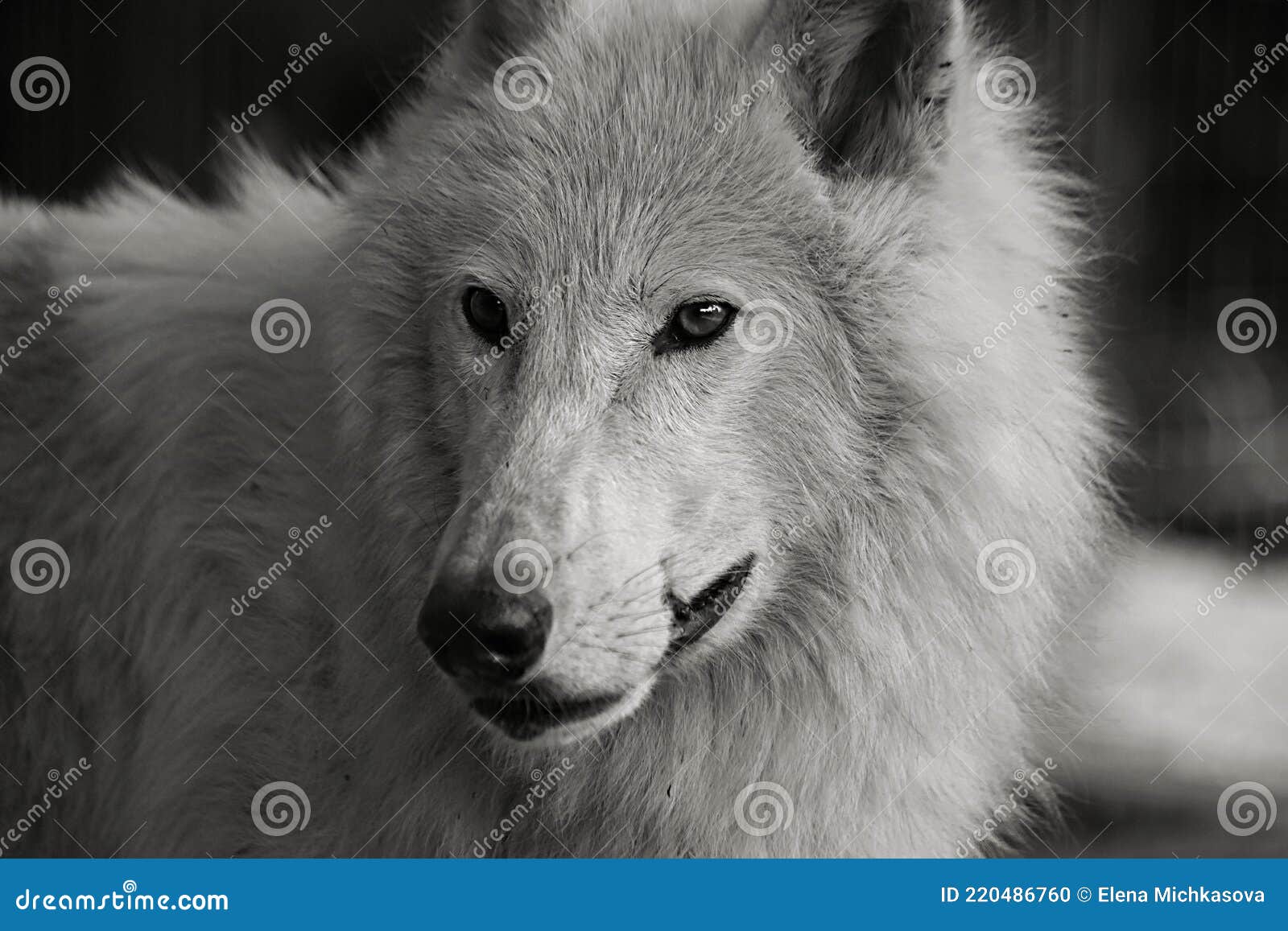 Profile of the Muzzle of a Polar Wolf Close-up Stock Photo - Image of ...