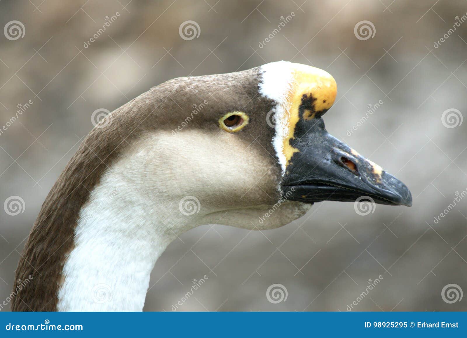 A old gander stock image. Image of bump, gander, hump - 98925295