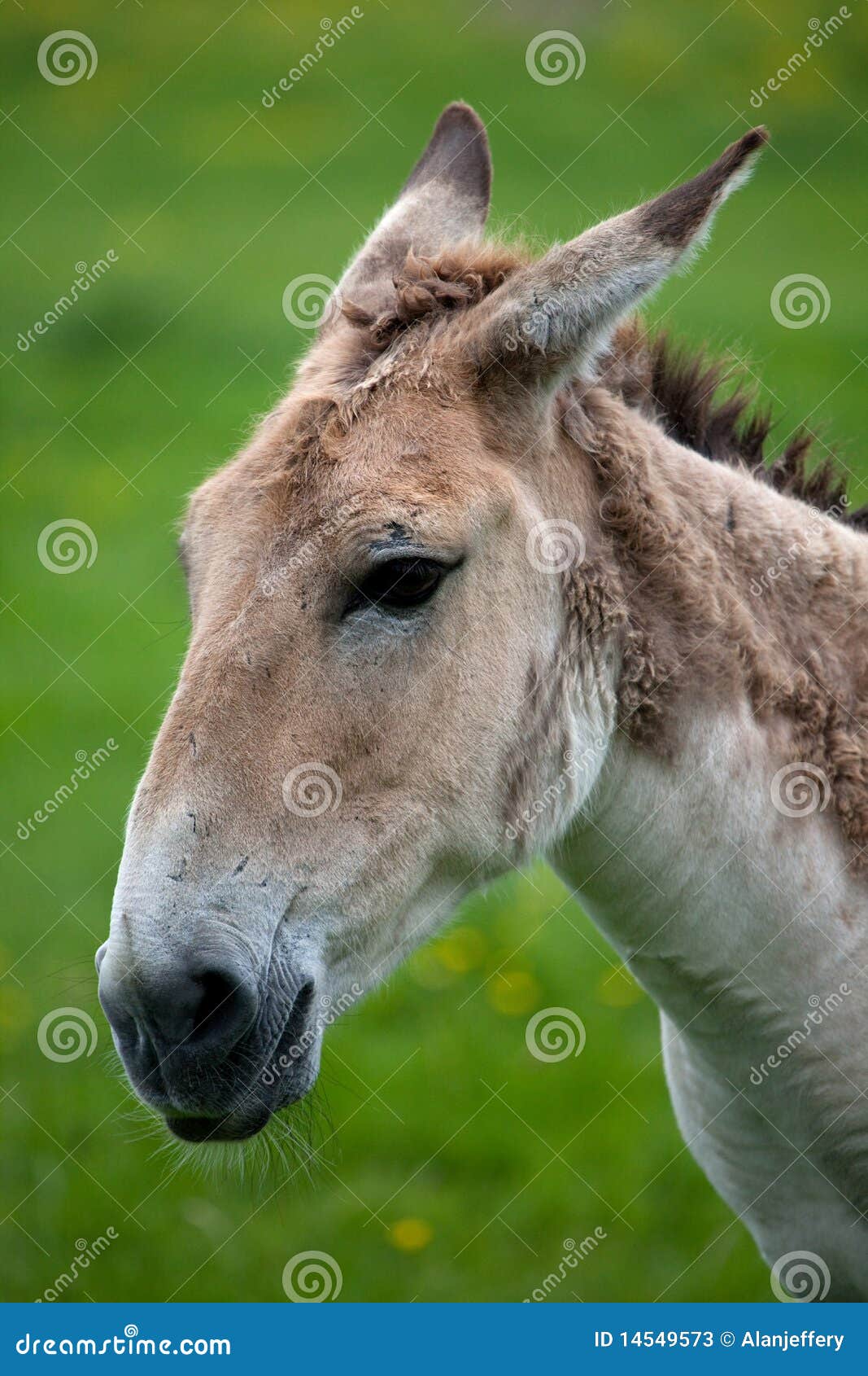 Profile of an Onager stock image. Image of zoology, onager - 14549573