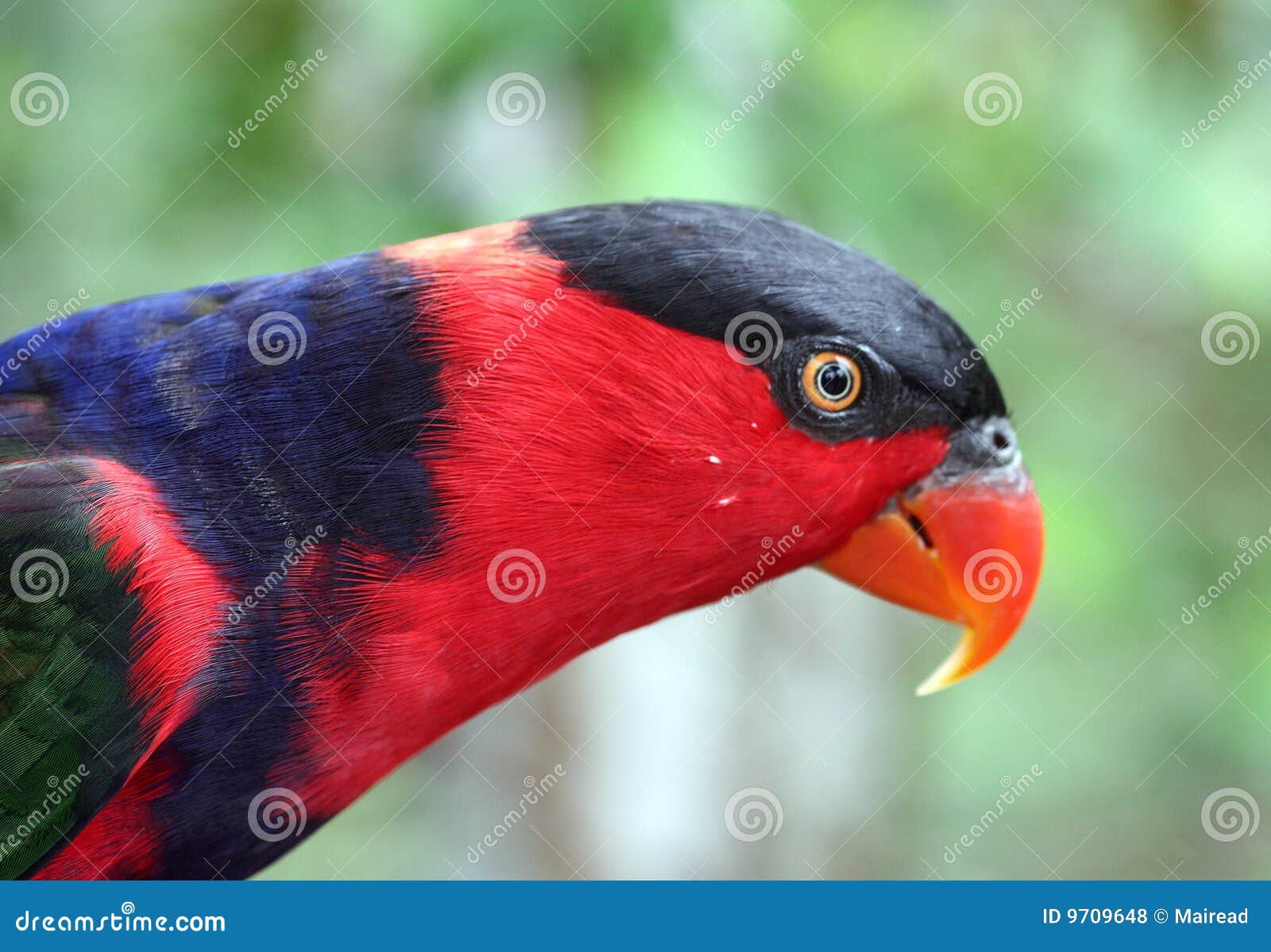 Profile of parrot head stock photo. Image of close, animal - 9709648