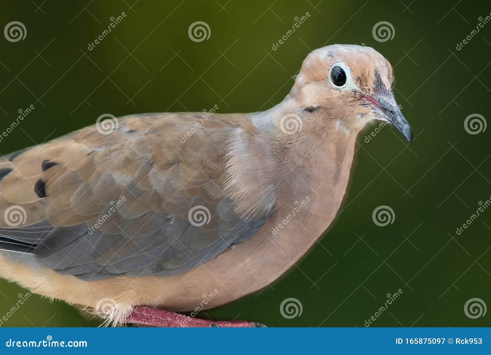 Profile of a Perched Mourning Dove Stock Image - Image of pink ...