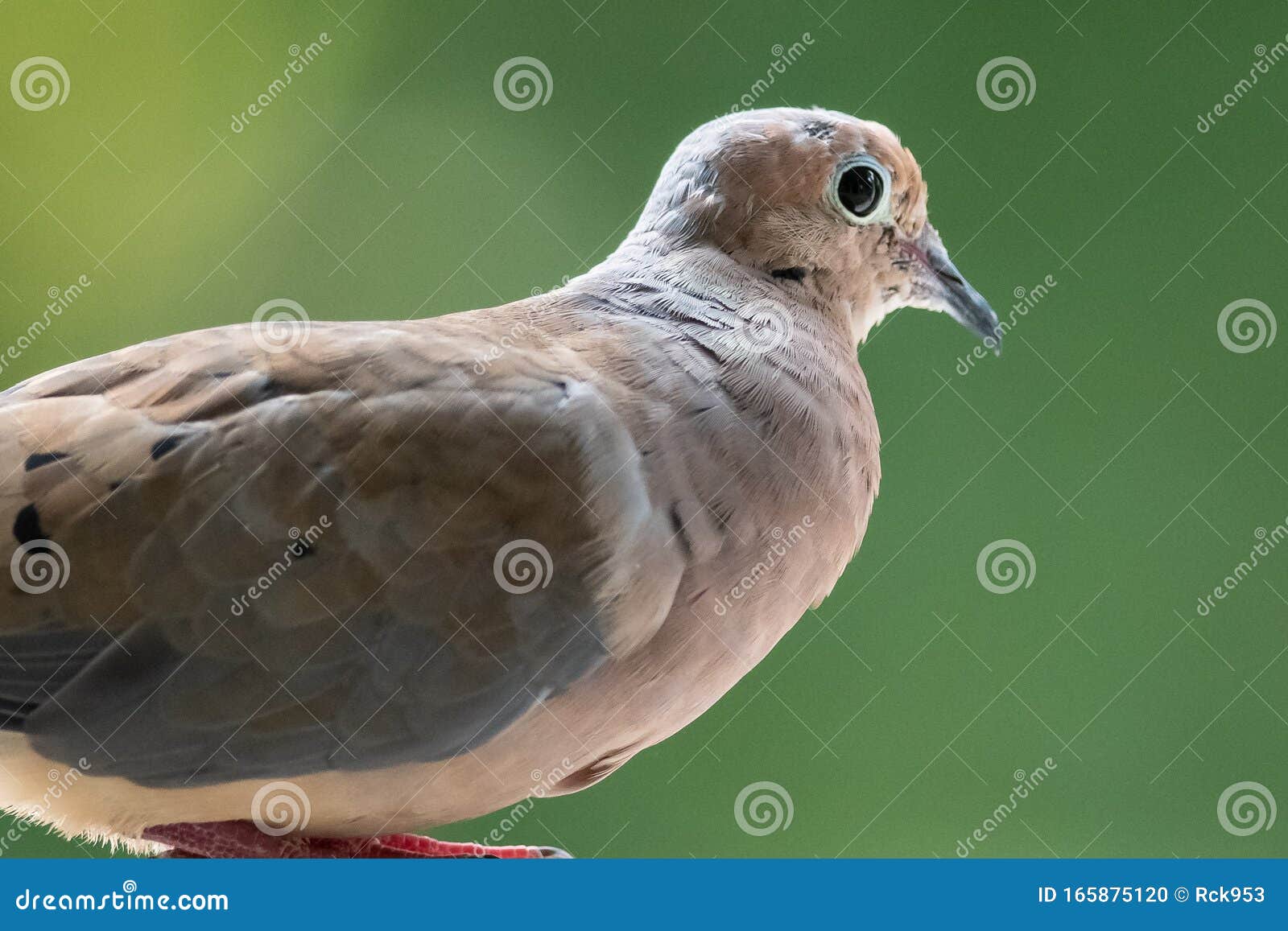 Profile of a Perched Mourning Dove Stock Photo - Image of mourning ...