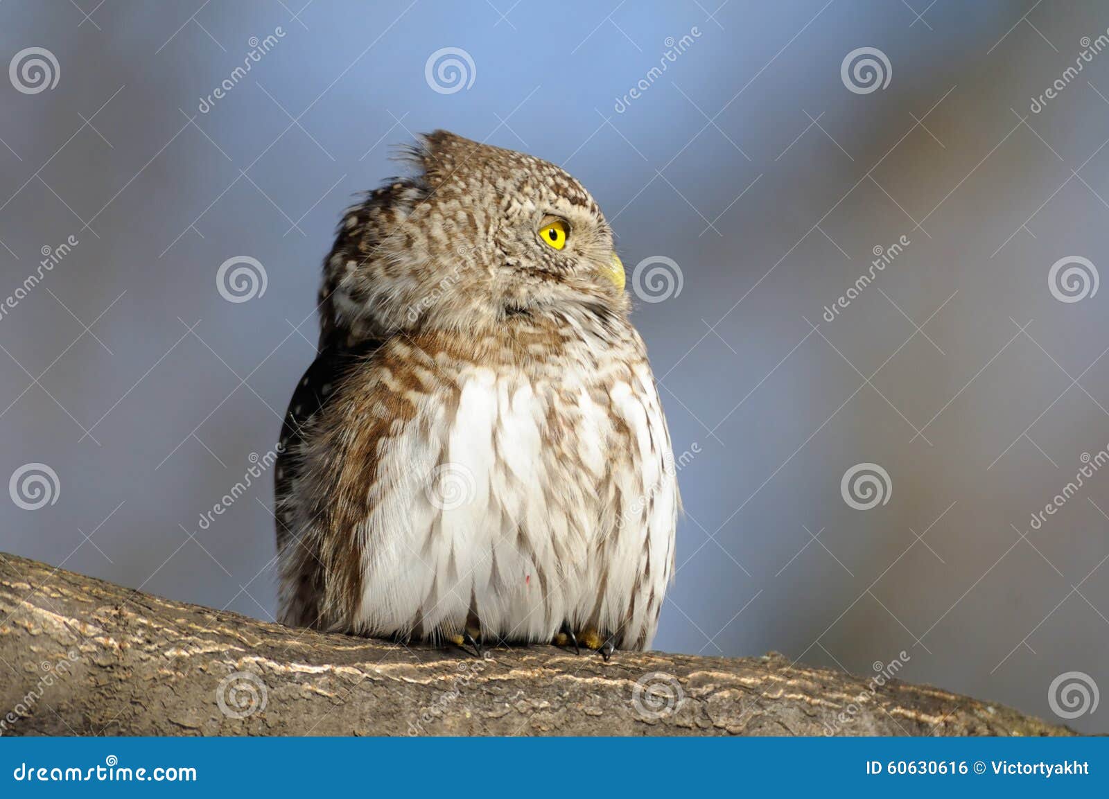 Profile of Perching Pygmy Owl in Spring Stock Photo - Image of europe ...