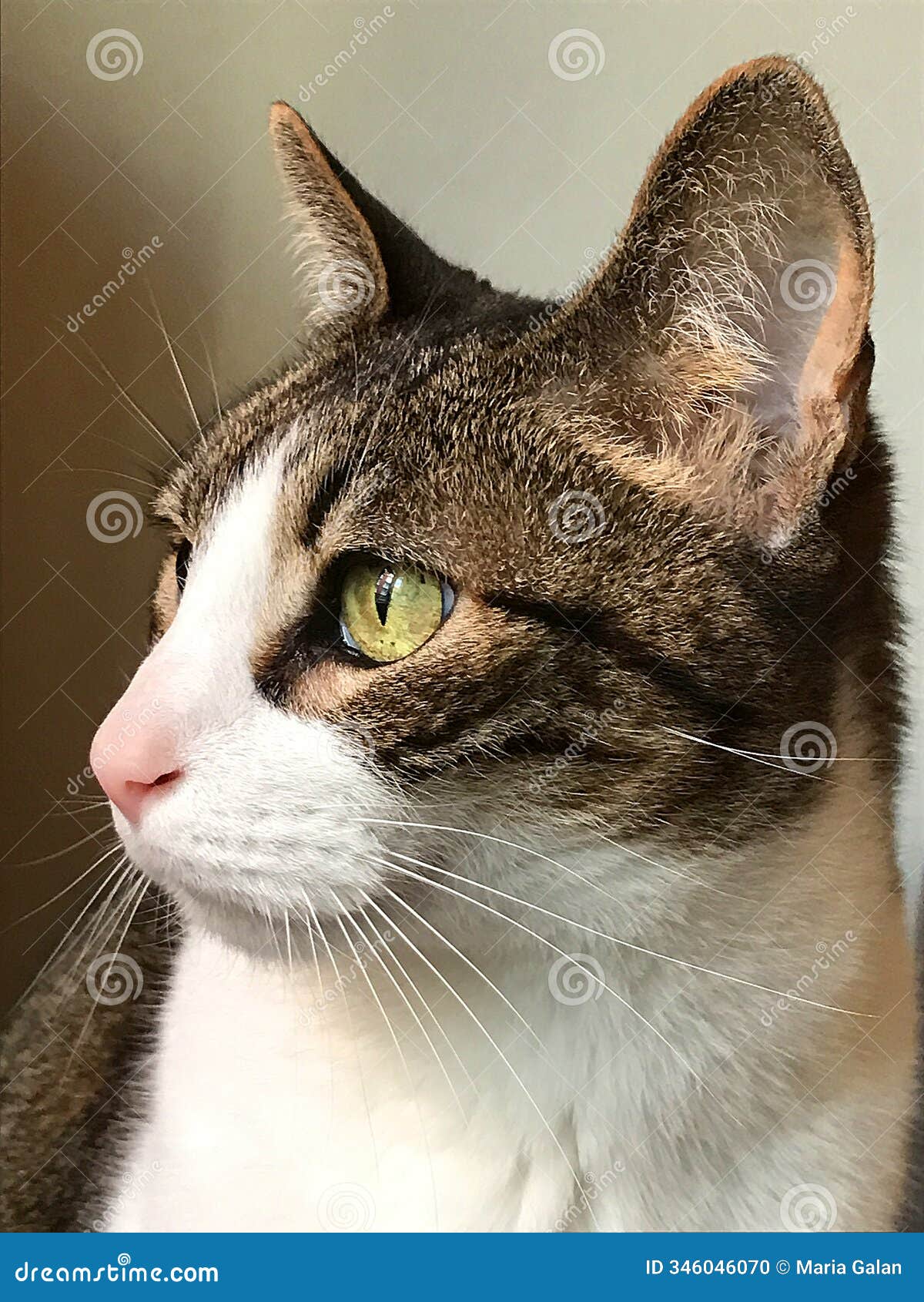 Profile Portrait of Abby and White Cat. Close View. Stock Photo - Image ...