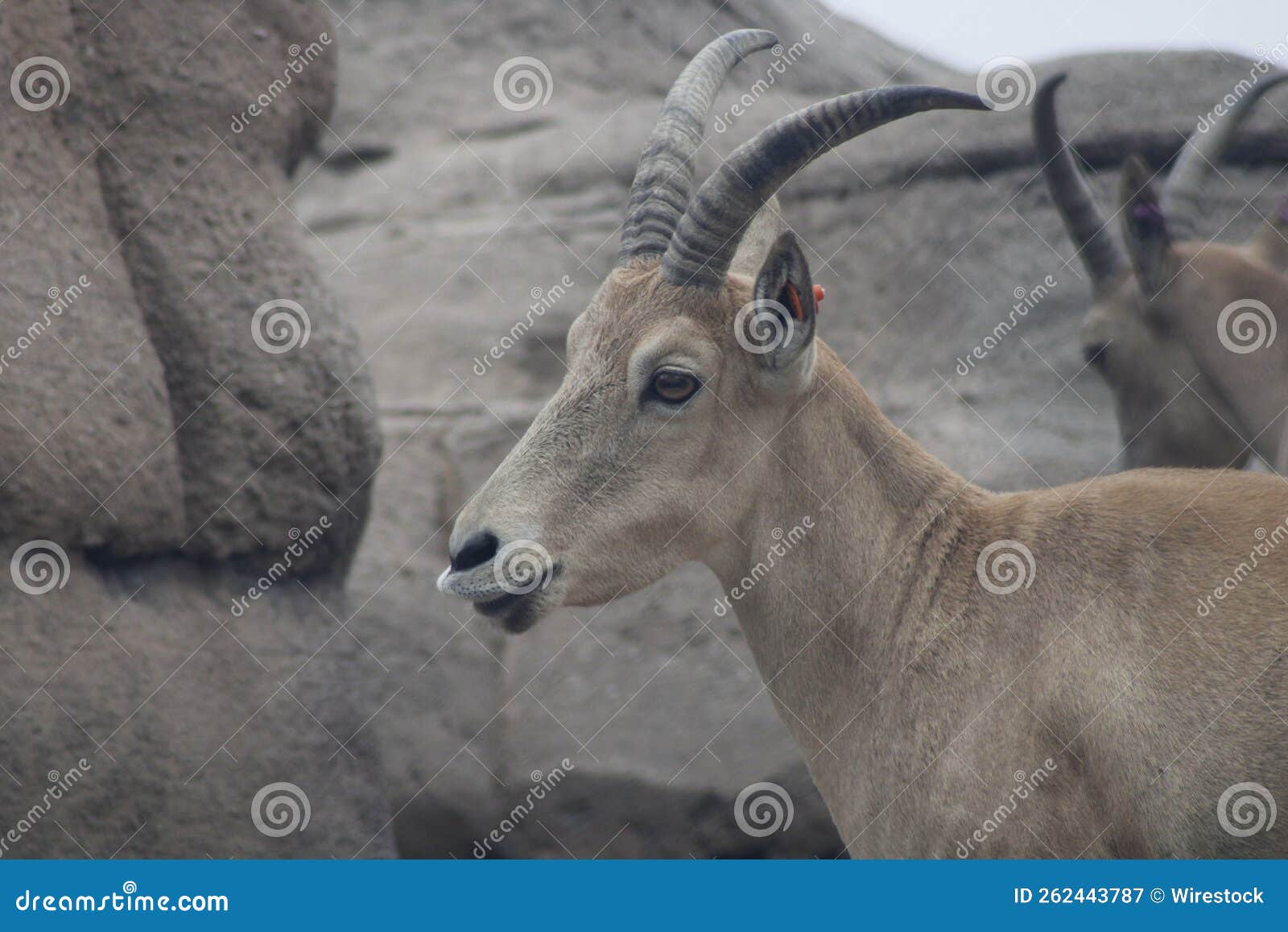 Profile Portrait of an Alpine Ibex in the Rocky Area Stock Image ...