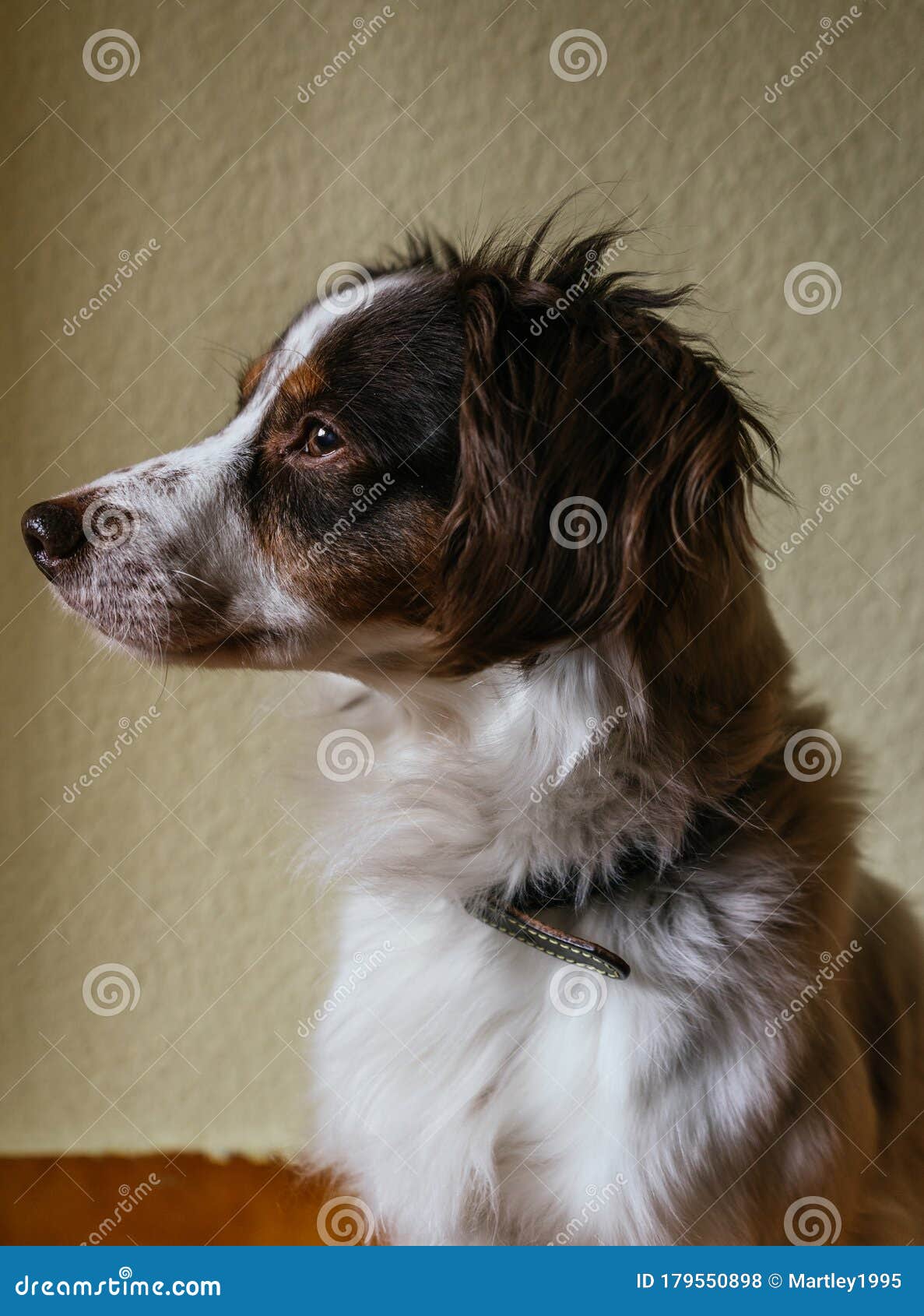 Profile Portrait of a Breton Dog. Stock Photo - Image of asleep, friend ...