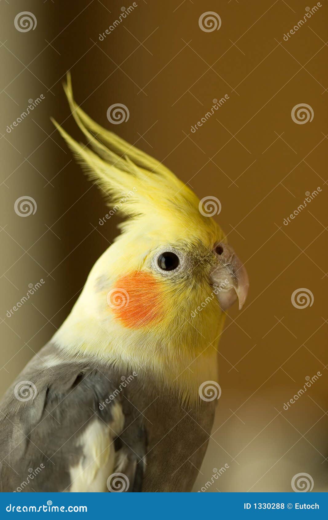 Profile Portrait of Cockatiel Stock Photo - Image of cockatiel ...