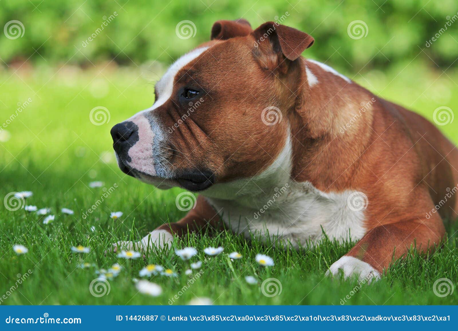 Profile portrait of a dog stock image. Image of action - 14426887