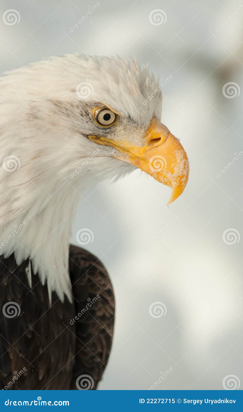 Profile Portrait of an Eagle Stock Image - Image of feather, beak: 22272715