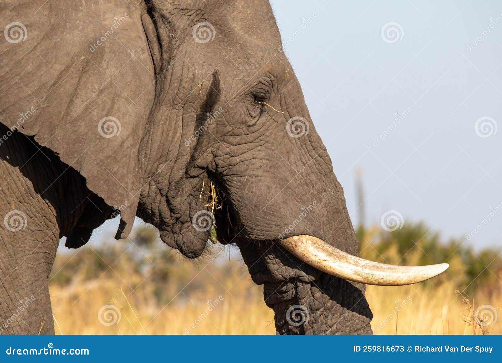 Profile Portrait of an Elephant Eating Grass Stock Image - Image of ...