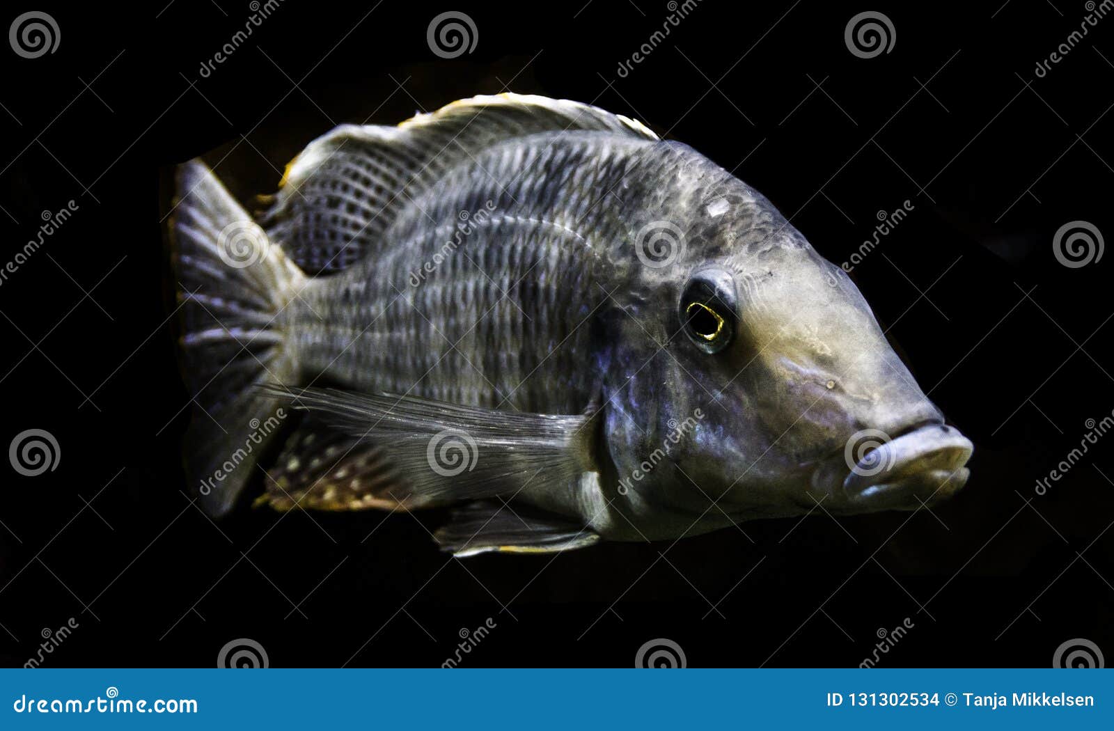 Fish on black background stock photo. Image of grey - 131302534