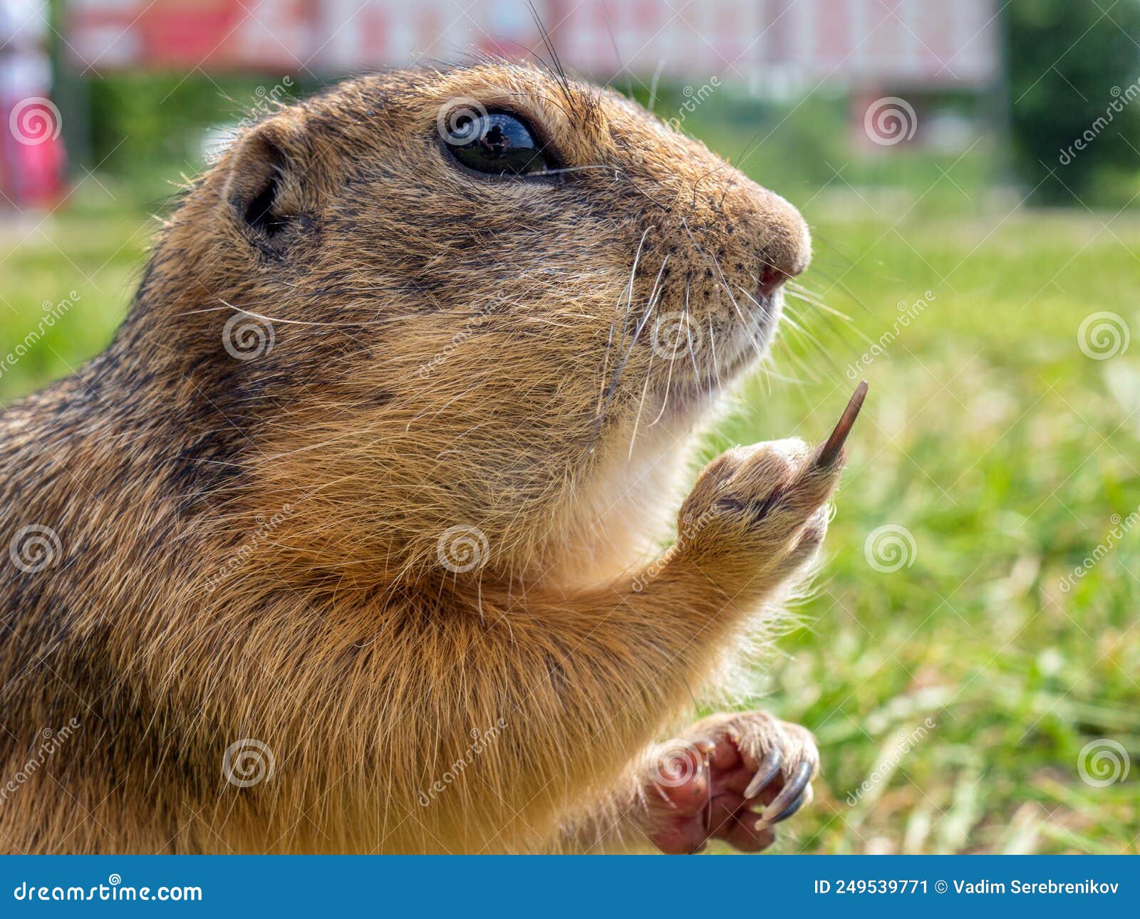Profile Portrait of a Gopher on the Lawn. Close-up Stock Image - Image ...
