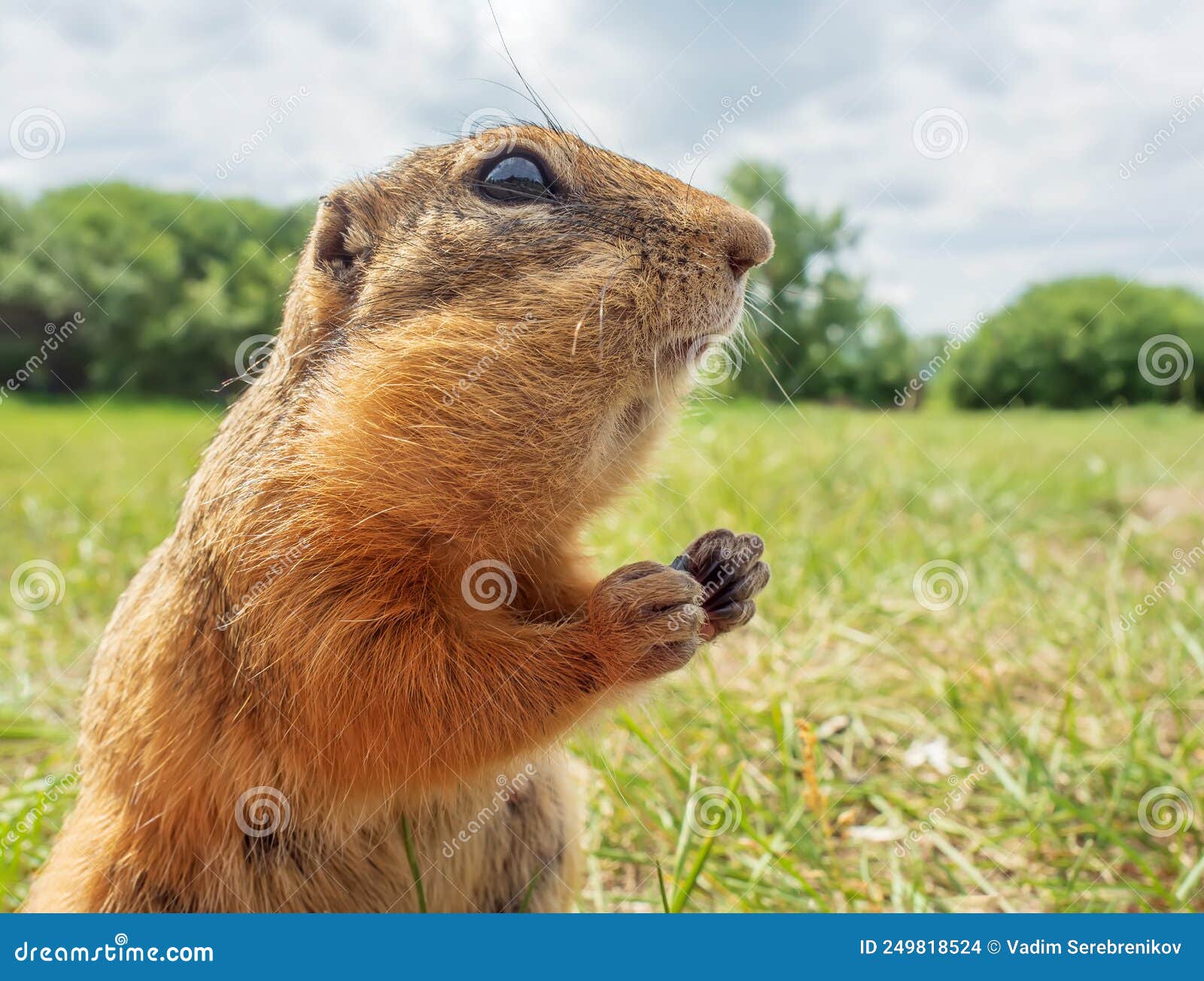 Portrait Of A Gopher`s Head Standing On The Grass Close Stock ...
