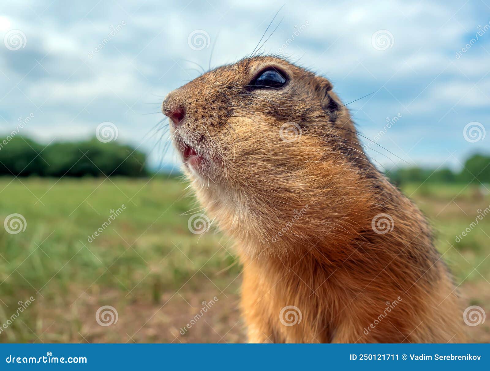 Profile Portrait of a Gopher on the Meadow. Close-up Stock Image ...
