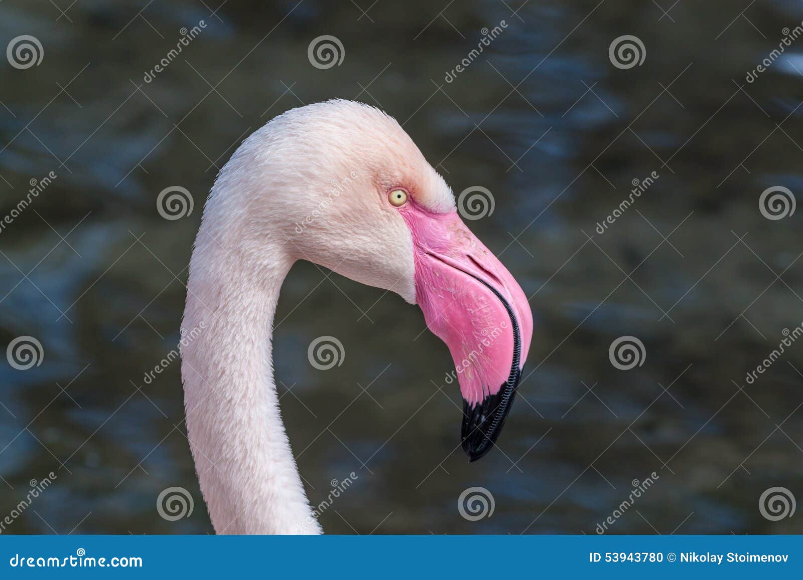 Profile Portrait Greater Flamingo Stock Photo - Image of colorful ...