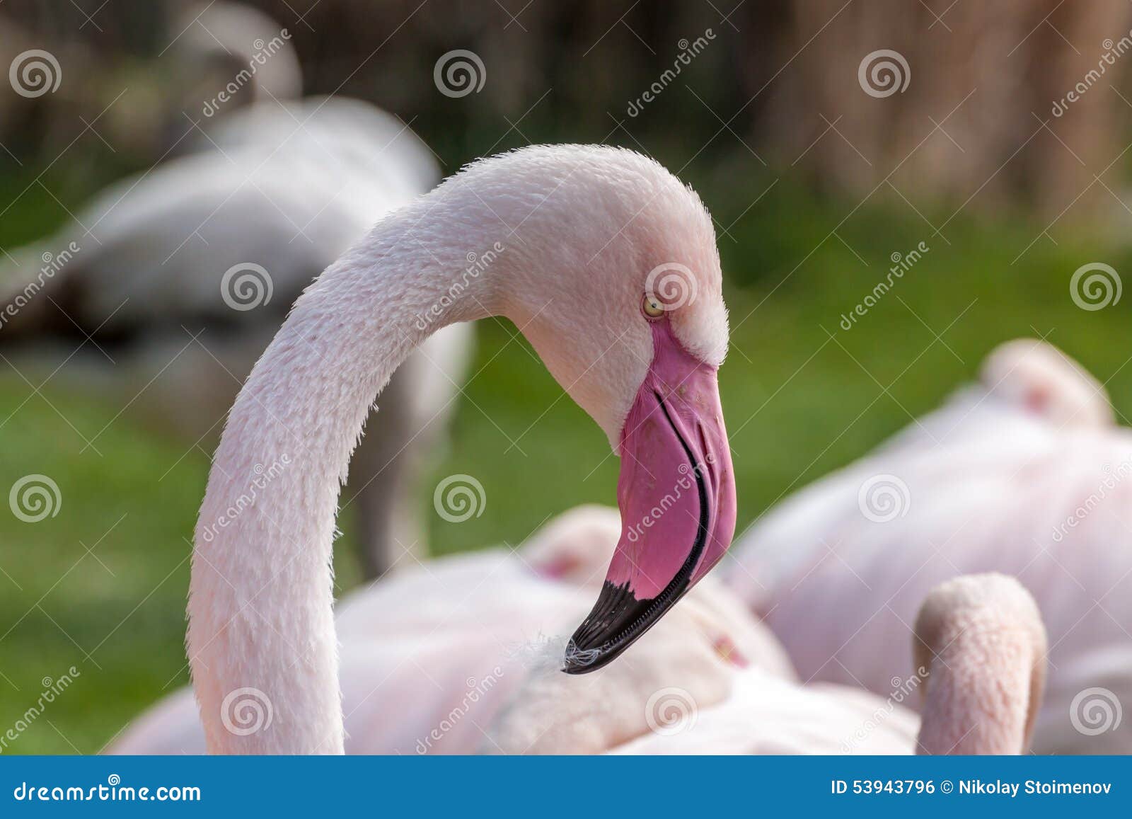 Profile Portrait Greater Flamingo Stock Photo - Image of vibrant, black ...