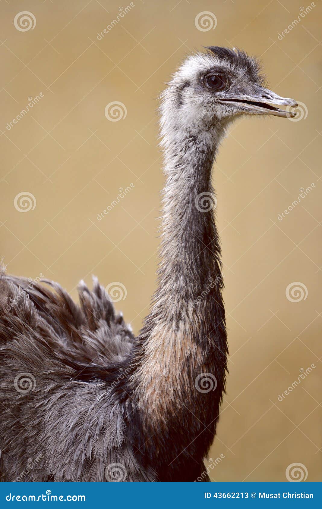 Profile Portrait of Greater Rhea Stock Image - Image of bill, neck ...
