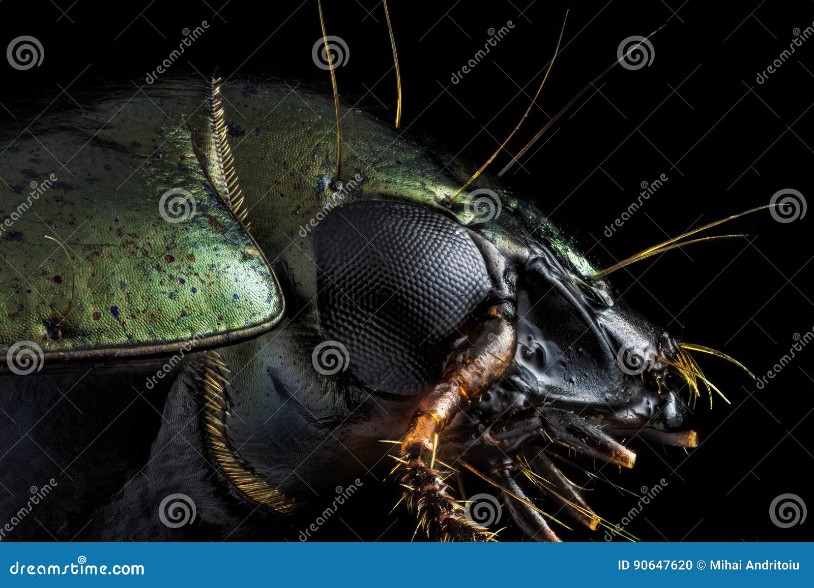 Profile Portrait of a Green Beetle Stock Photo - Image of animal ...