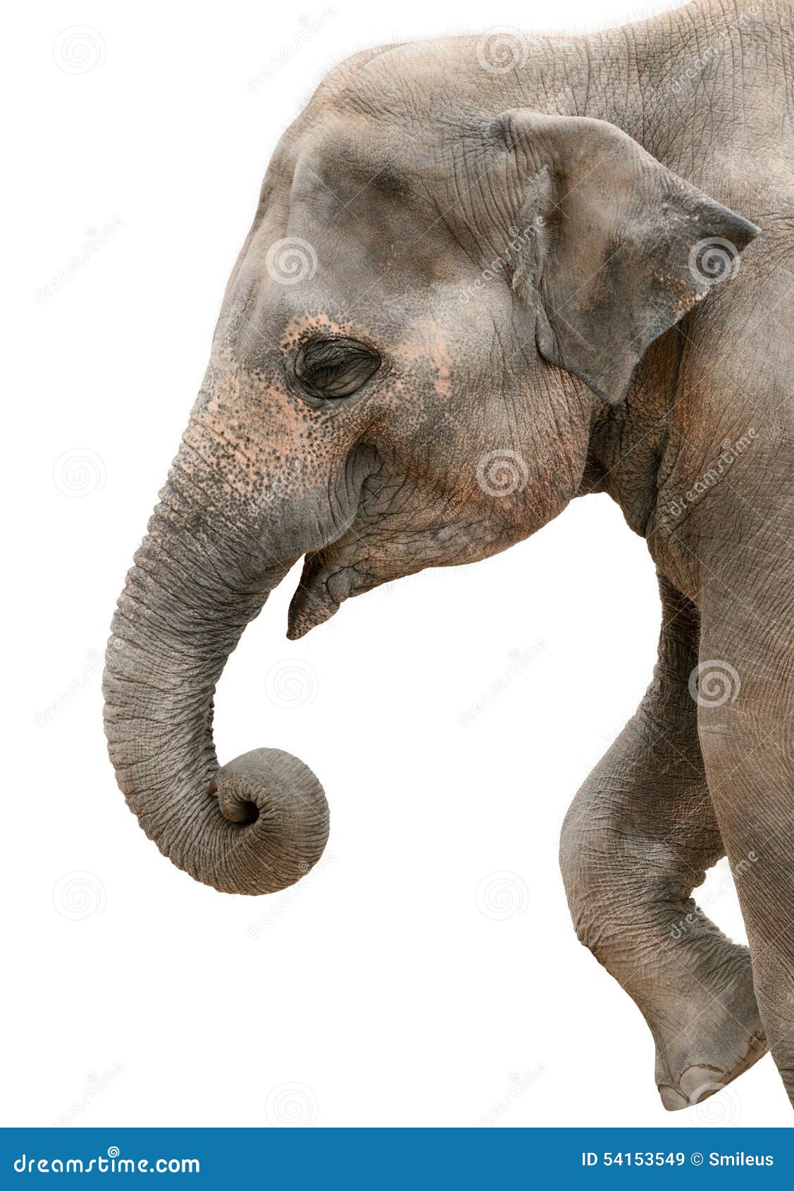 Profile Portrait of a Happy Elephant Stock Image - Image of nature ...