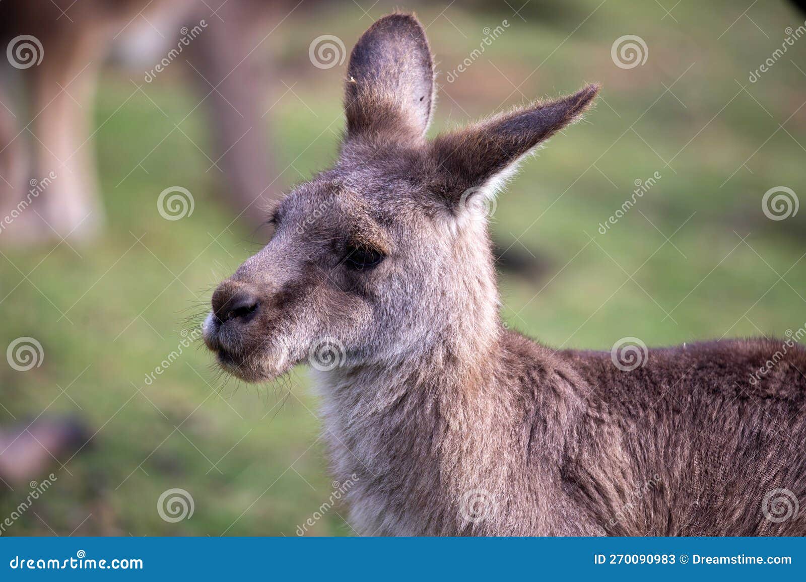 Profile Portrait of Kangaroo Stock Image - Image of profile, native ...