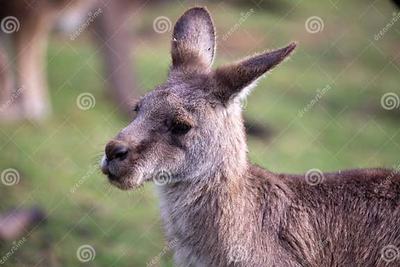 Profile Portrait of Kangaroo Stock Image - Image of profile, native ...