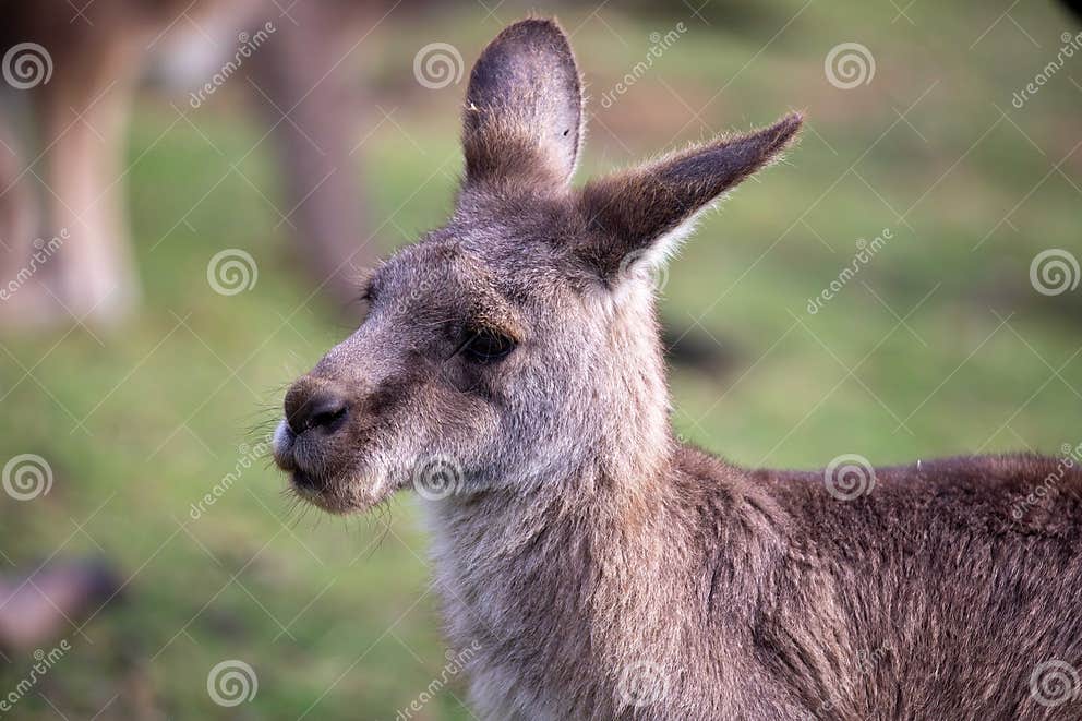 Profile Portrait of Kangaroo Stock Image - Image of profile, native ...