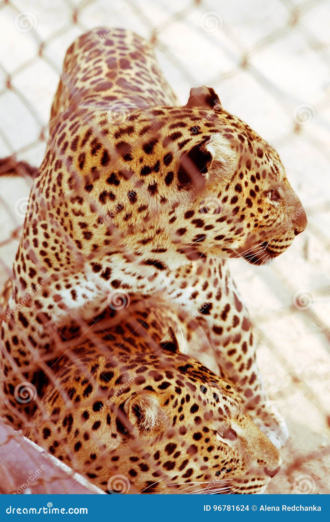 Profile Portrait of a Leopard Pair in Love Stock Photo - Image of ...