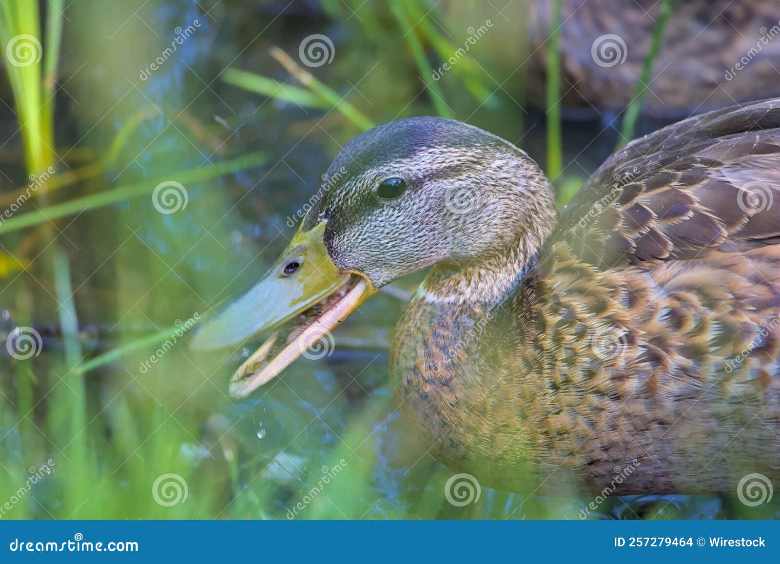 Profile Portrait of a Mallard Duck in the Grass Stock Photo - Image of ...