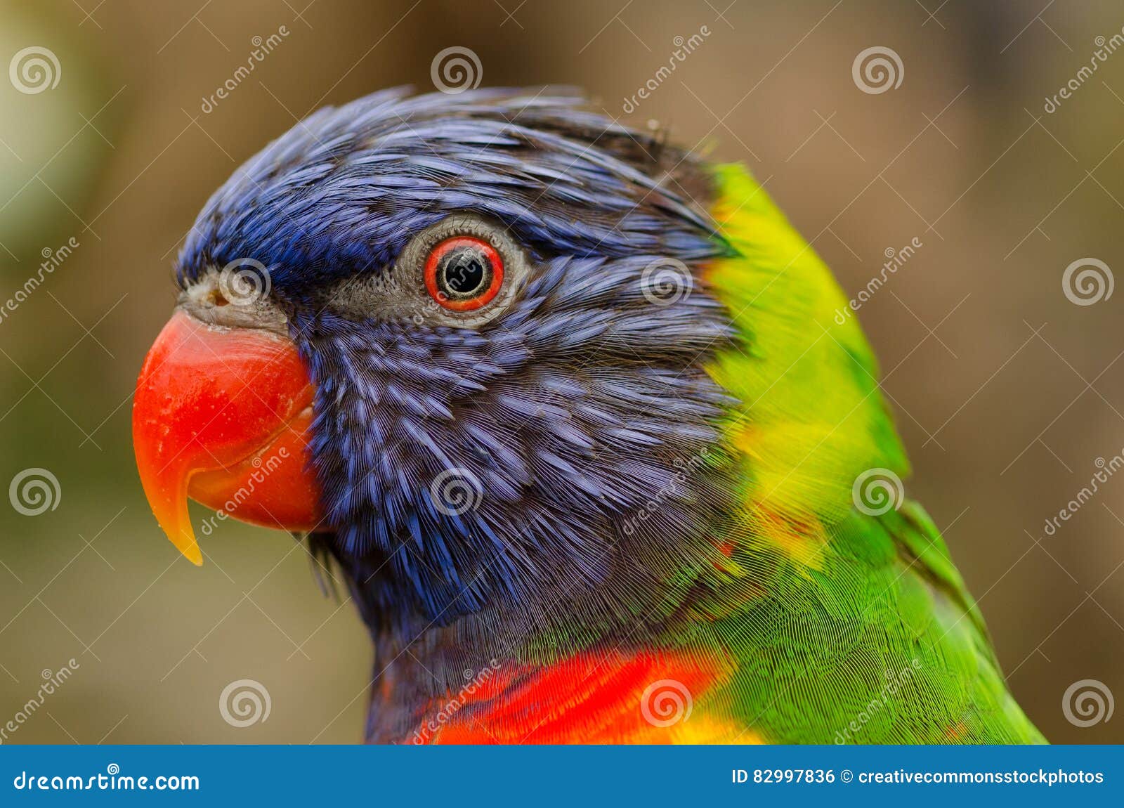 Profile Portrait Of Parrot Picture. Image: 82997836