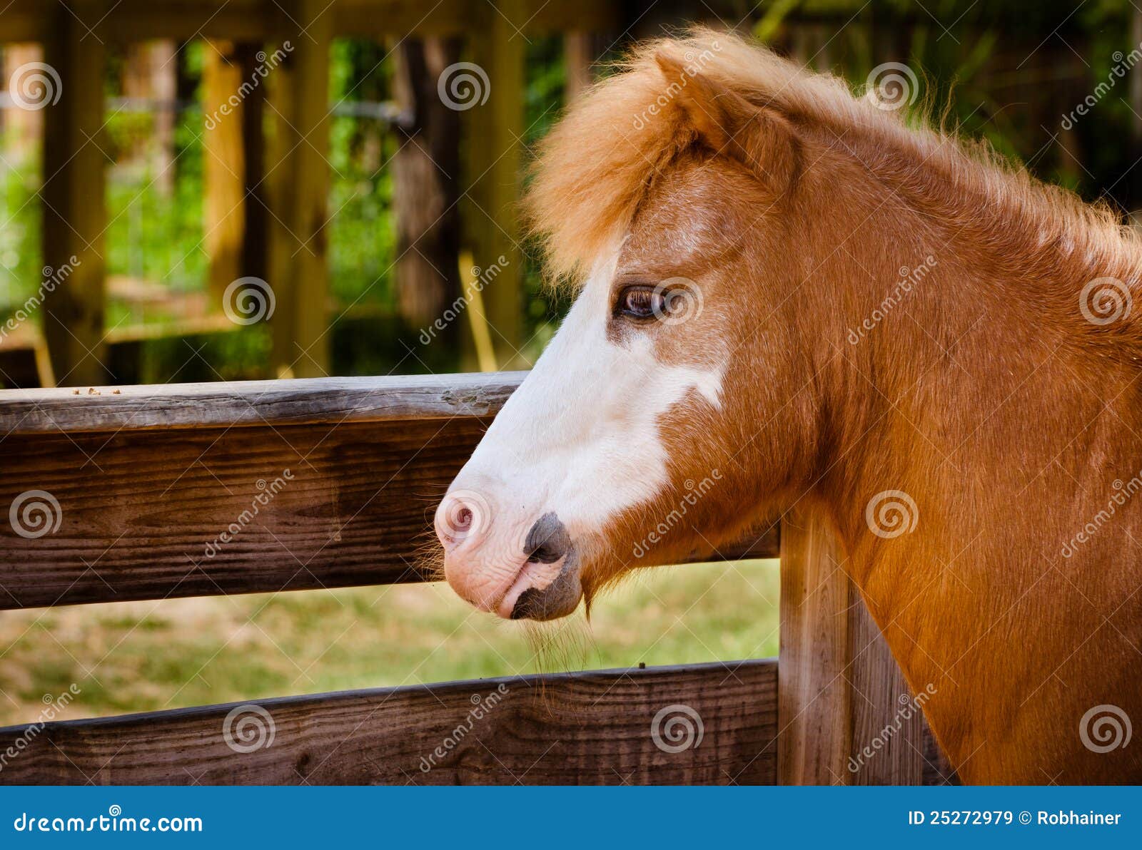 Profile Portrait of Pony at Farm Stock Image - Image of steed, animal ...