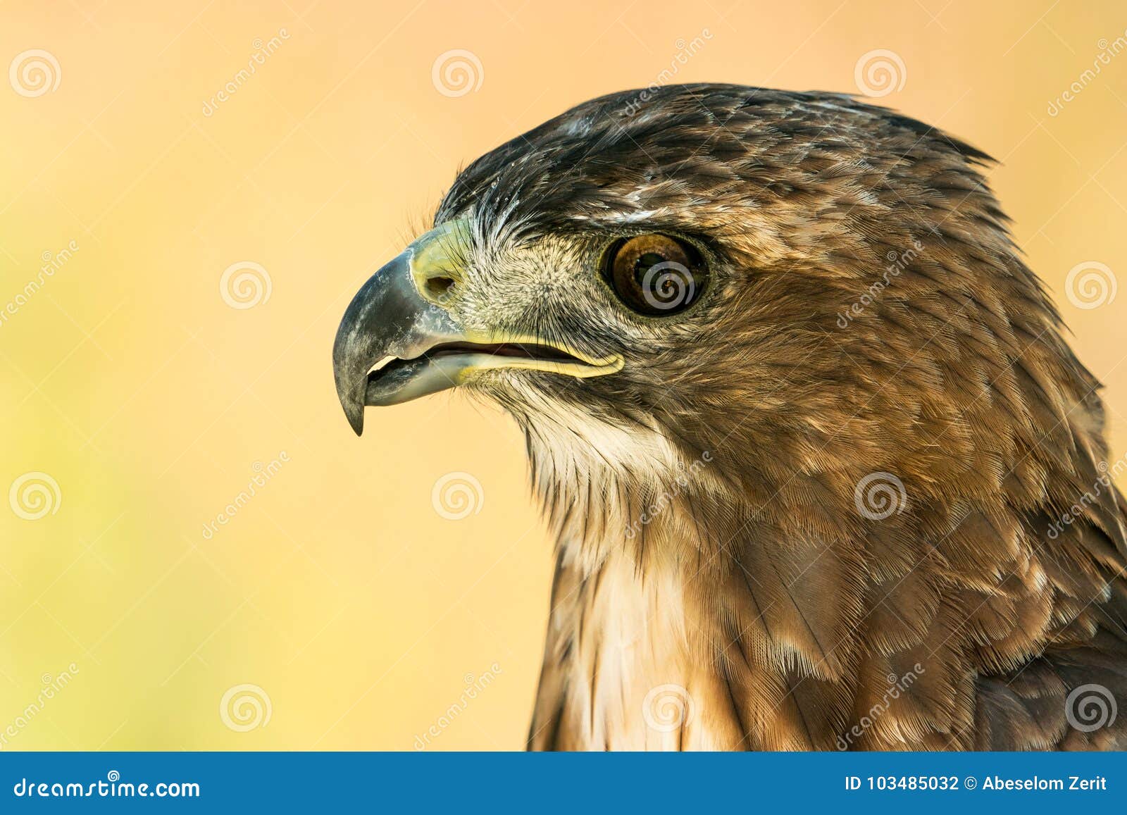 Red-Tailed Hawk stock photo. Image of wildlife, nature - 103485032