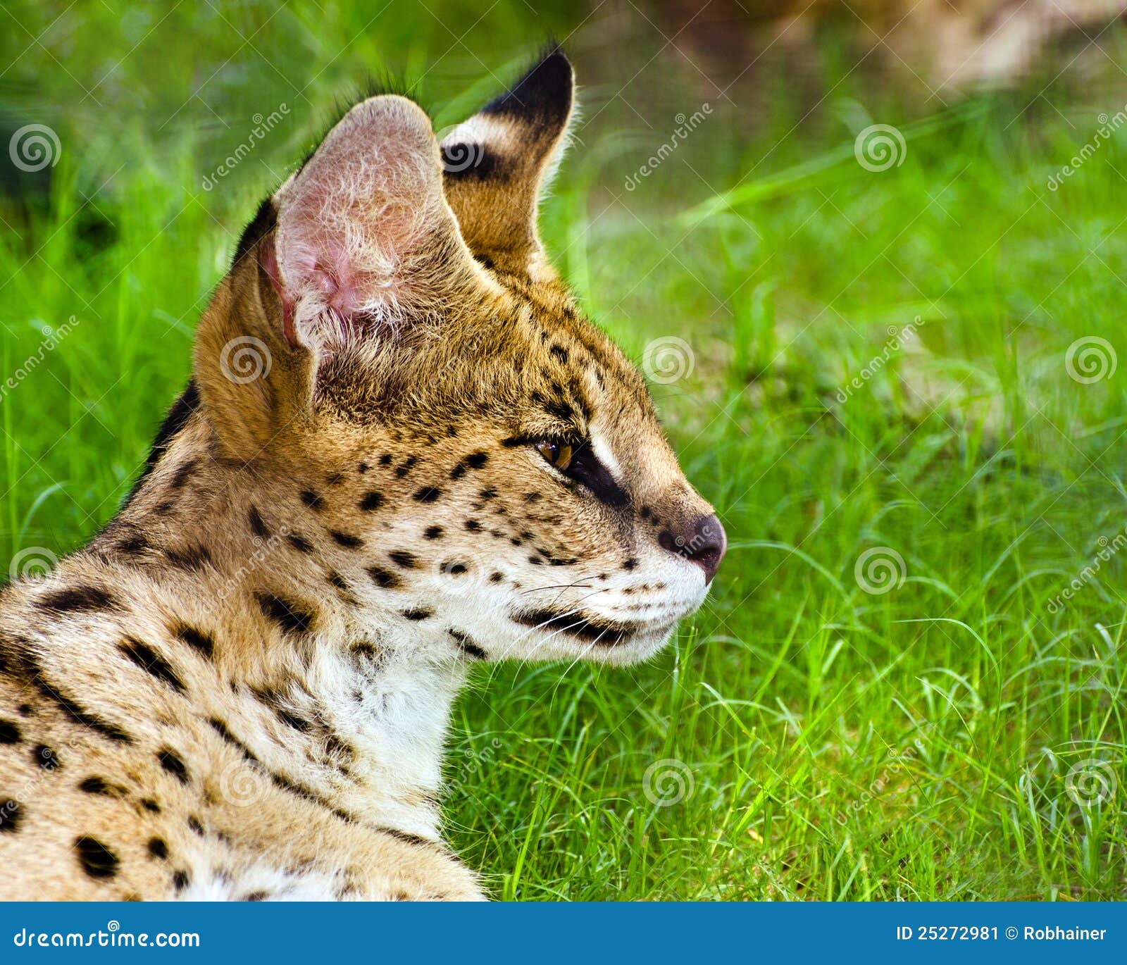 Profile portrait of serval stock image. Image of face - 25272981