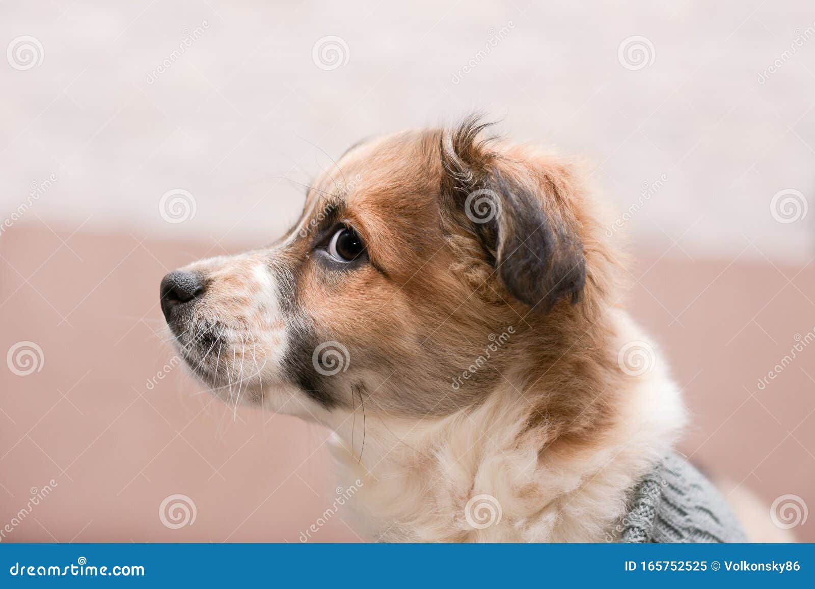 Profile Portrait of a Small Beautiful Puppy Stock Image - Image of ...