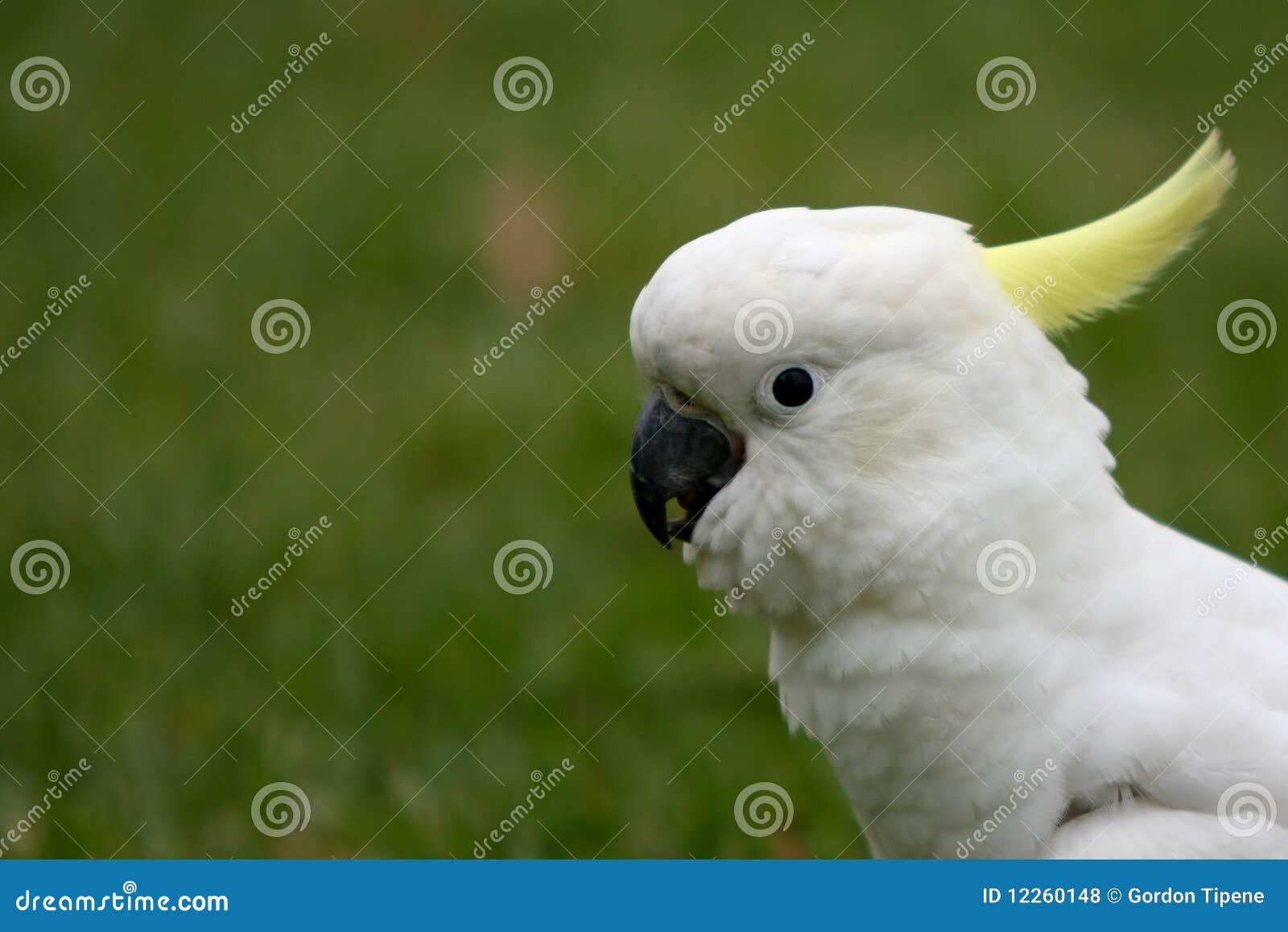 Profile Portrait of a Sulphur Crested Cockatoo. Stock Photo - Image of ...