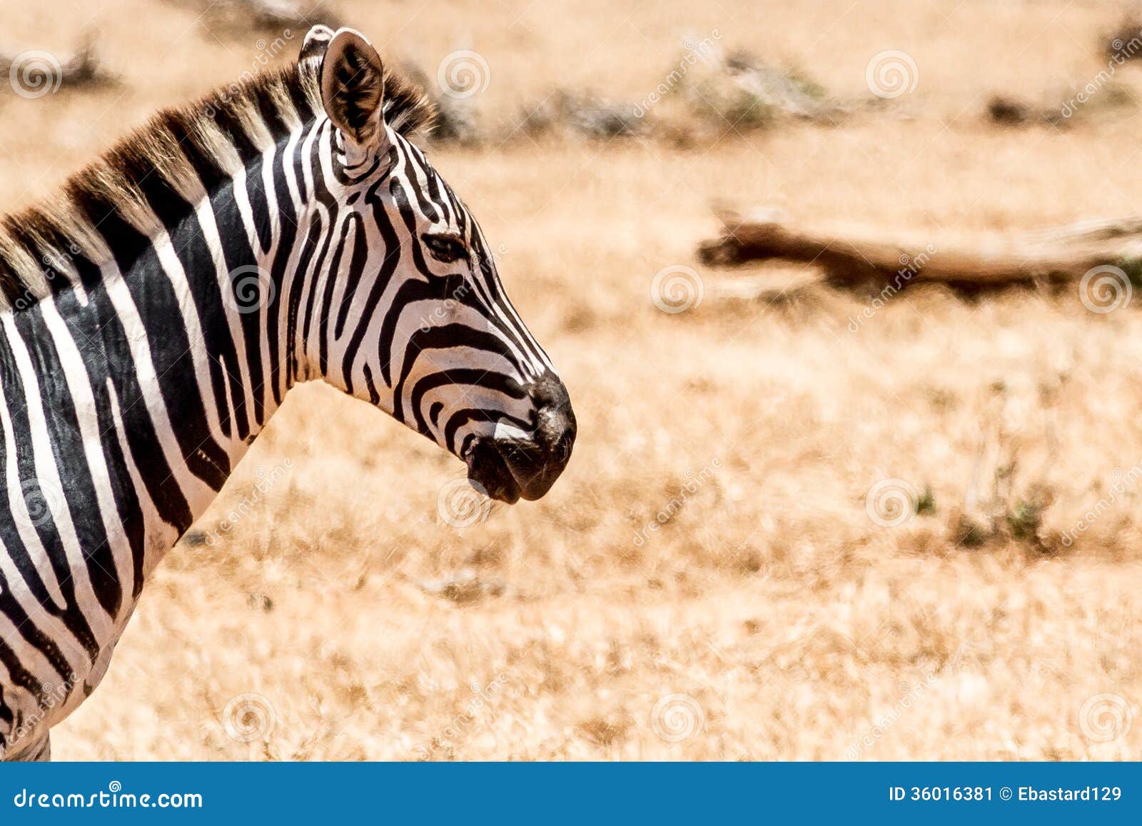 Profile portrait of zebra stock image. Image of green - 36016381