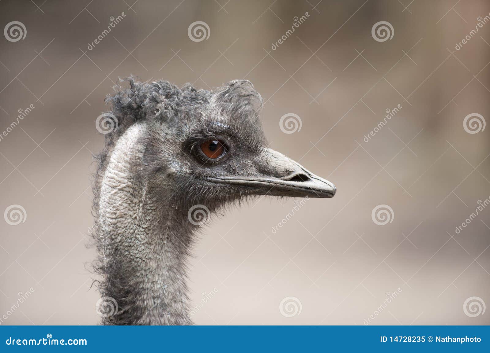Profile of pretty emu bird stock image. Image of dromaius - 14728235