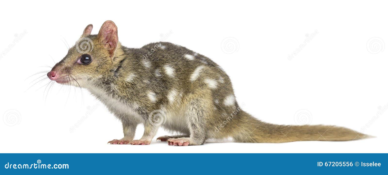 Profile of a Quoll Isolated on White Stock Photo - Image of profile ...