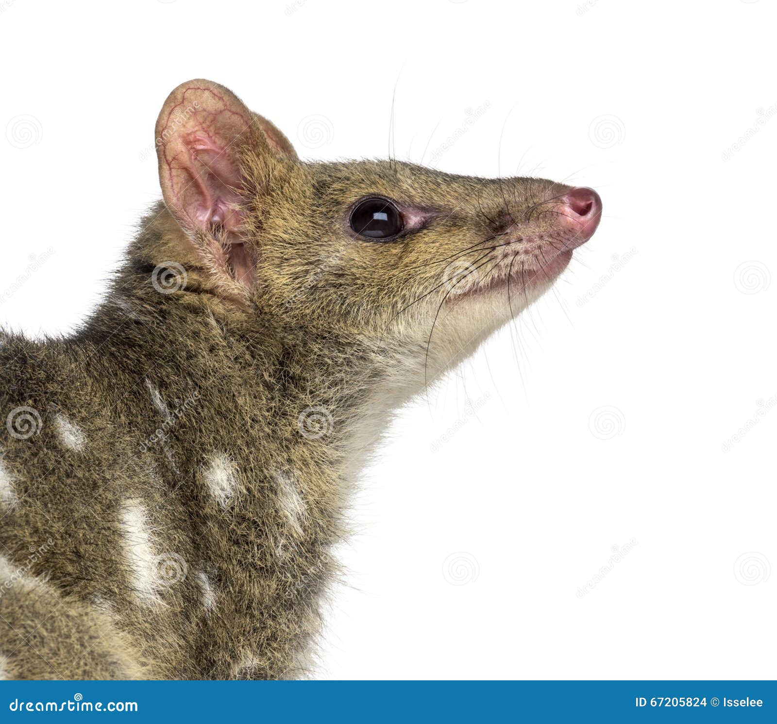 Profile of a Quoll Isolated on White Stock Photo - Image of close ...