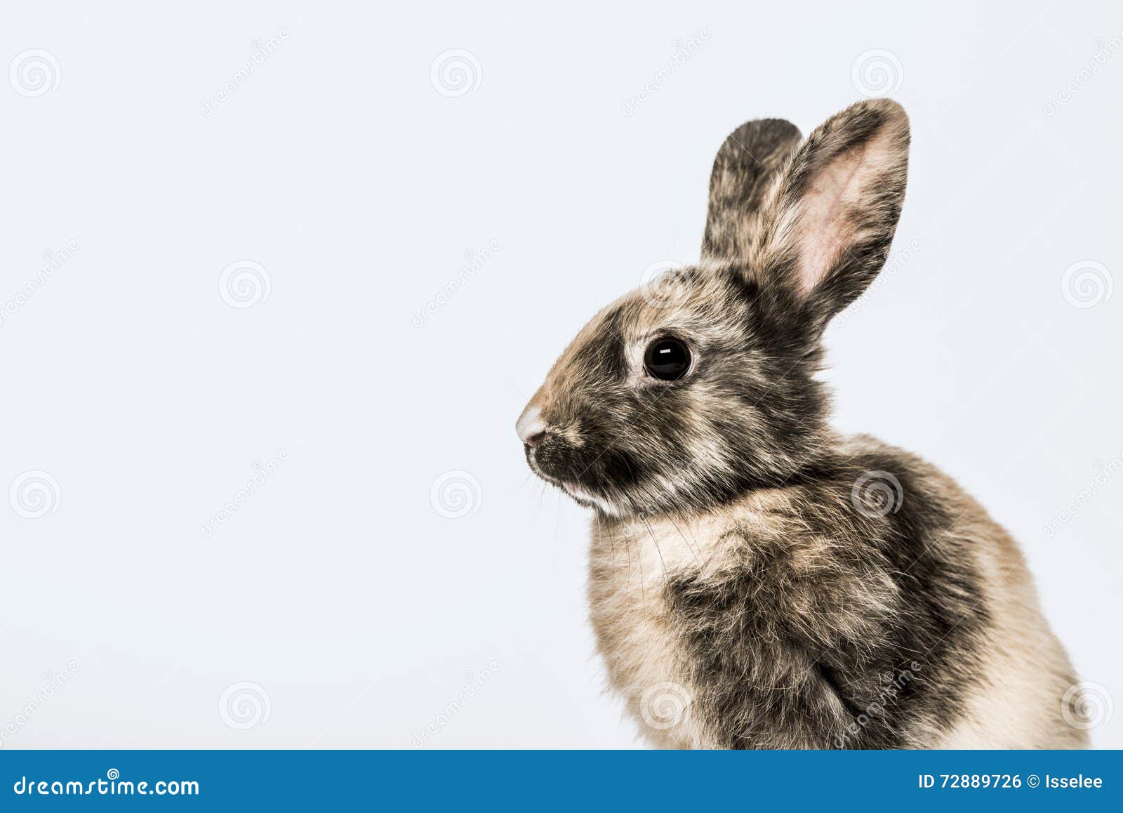 Profile of Rabbit stock photo. Image of profile, vertebrate - 72889726