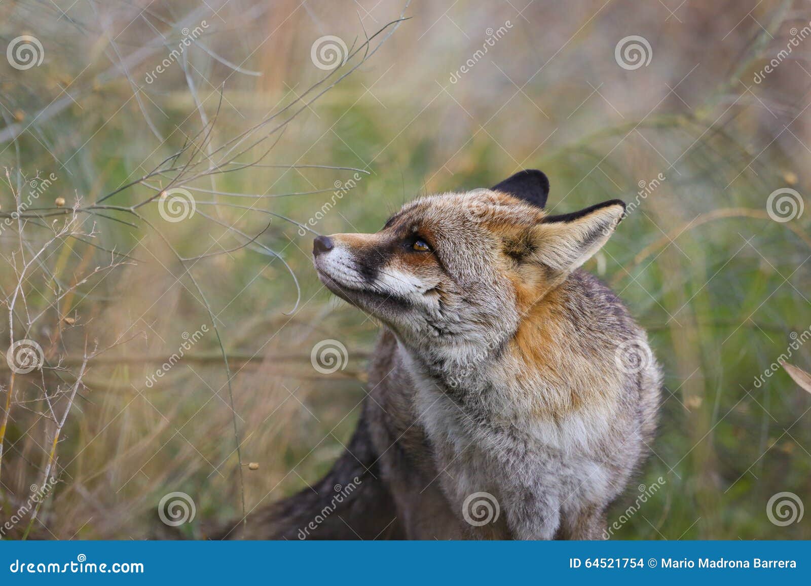 Profile Red fox stock photo. Image of golden, camera - 64521754