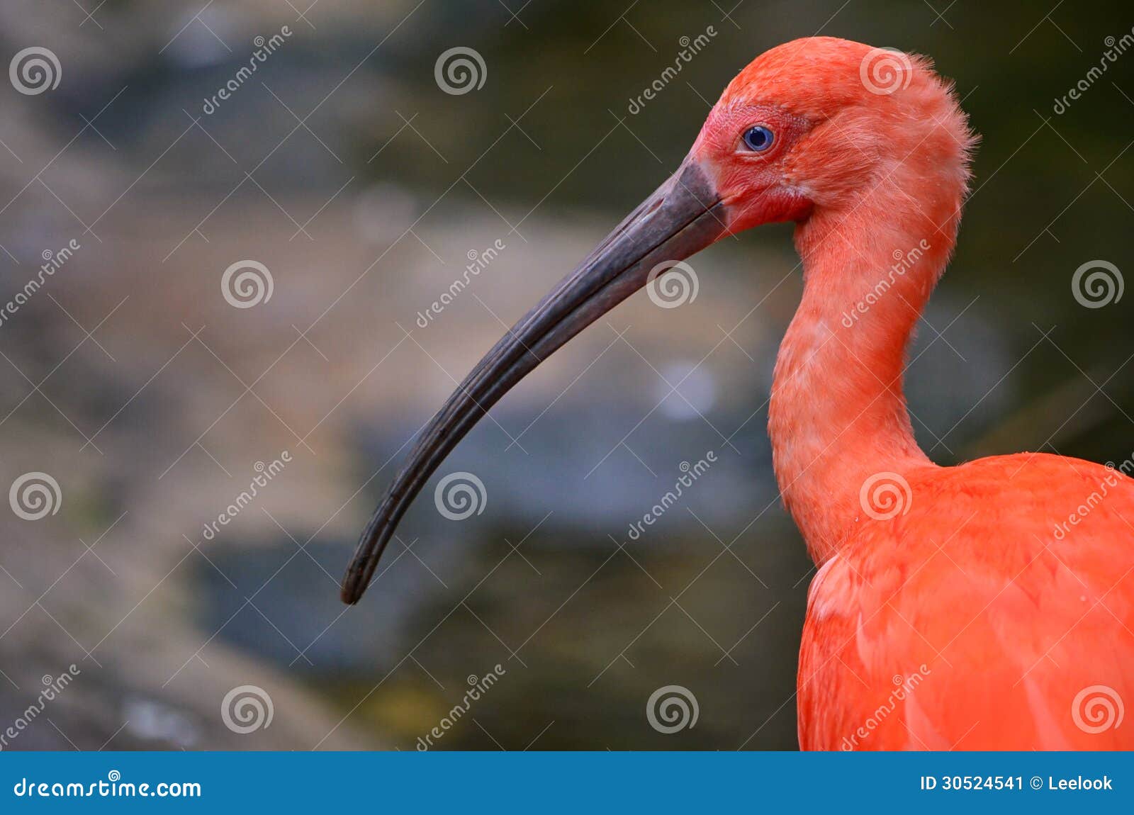 Profile of red ibis stock image. Image of wildlife, bird - 30524541