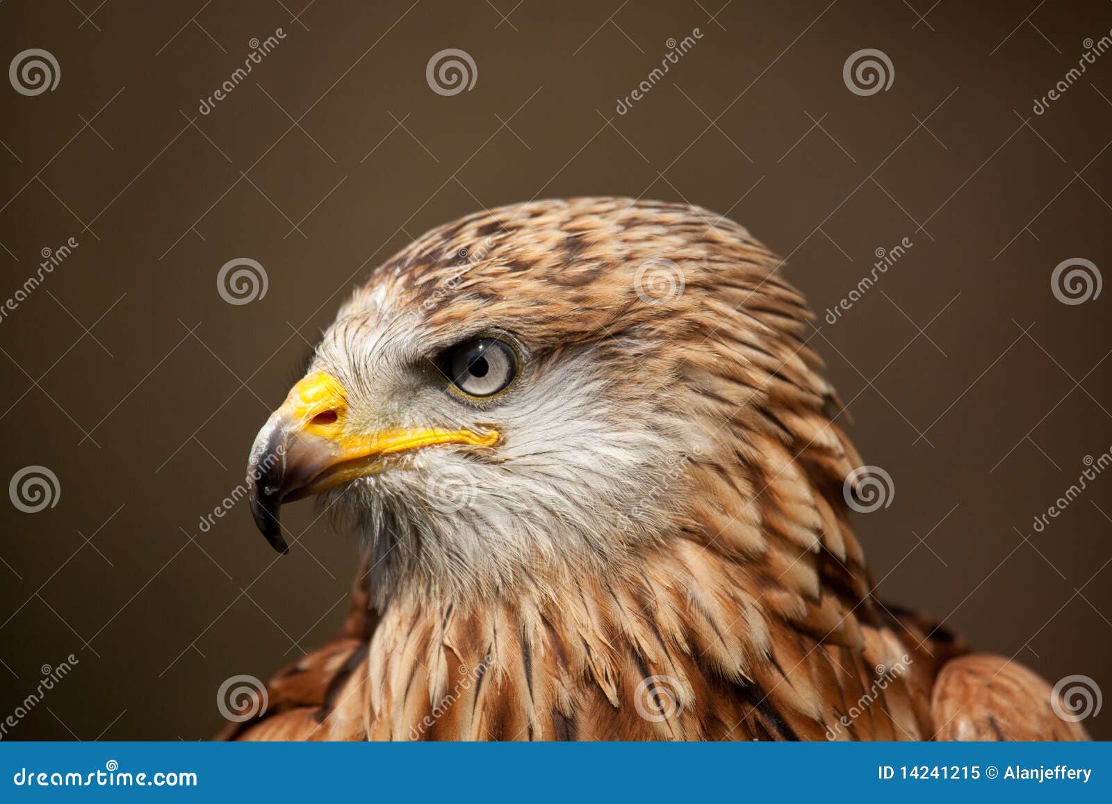 A profile of a Red Kite stock image. Image of wildlife - 14241215