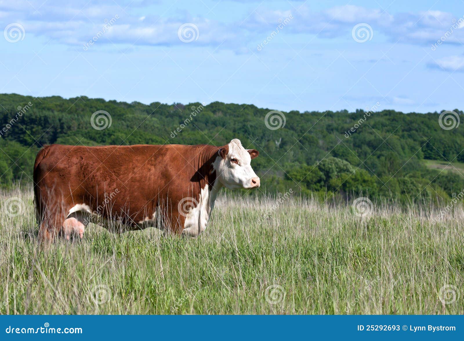 Profile of Red Polled Hereford Cow Stock Image - Image of meadow, farm ...