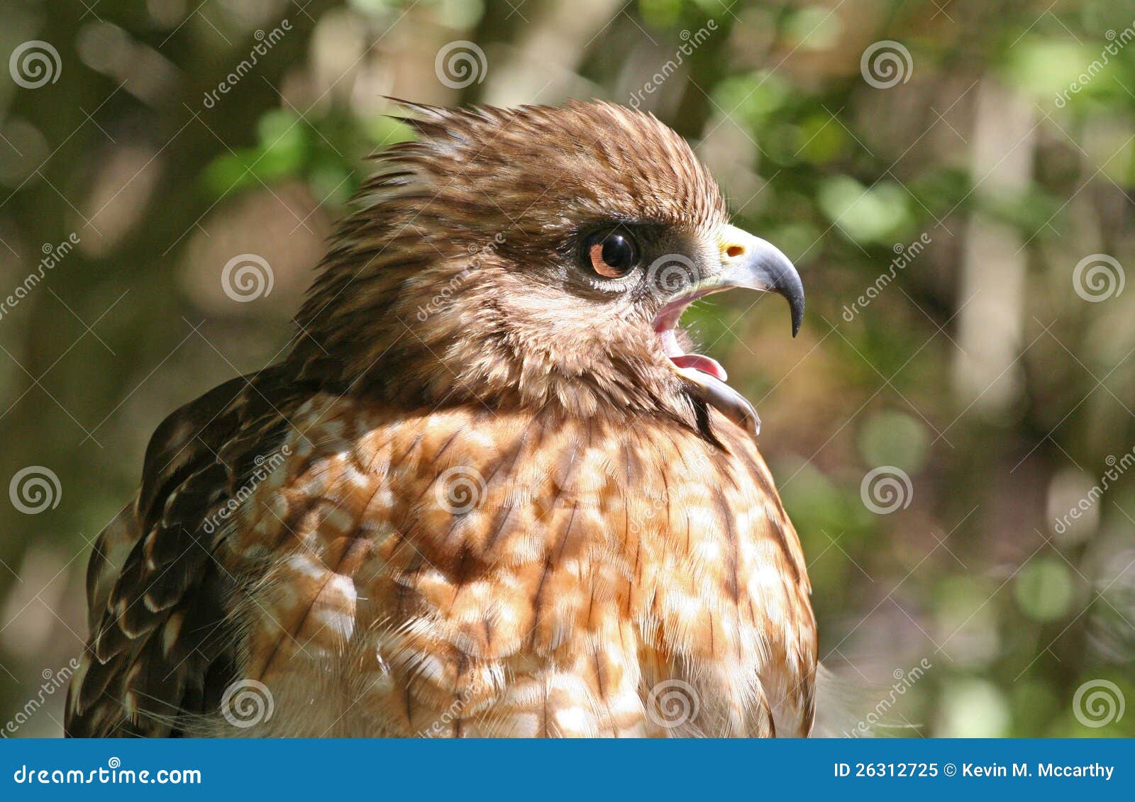 Profile of a Red Shouldered Hawk Raptor Stock Image - Image of nature ...