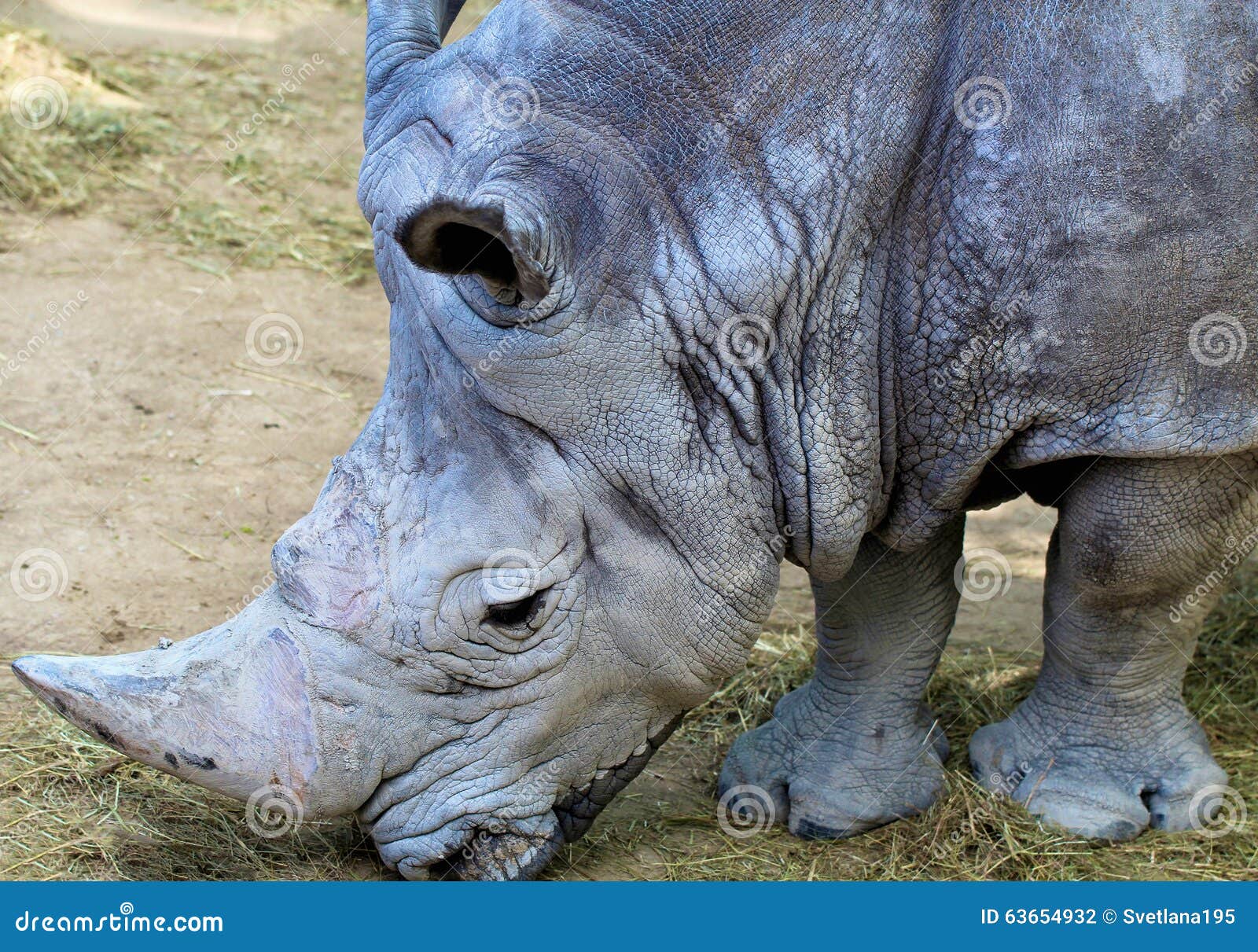 Profile of Rhino Head Shot. Stock Photo - Image of animal, black: 63654932