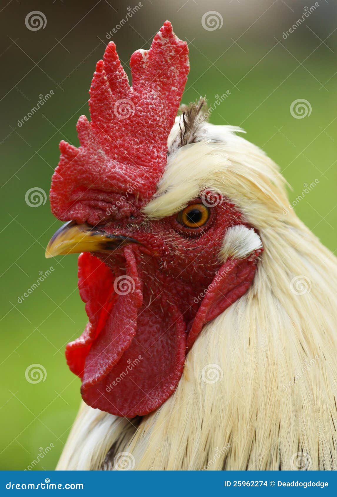 Profile of a Rooster / Cockrel Stock Photo - Image of colorful, pasture ...