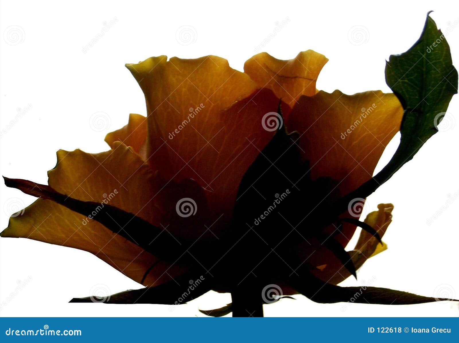 Profile Rose stock photo. Image of colored, roses, bloom - 122618