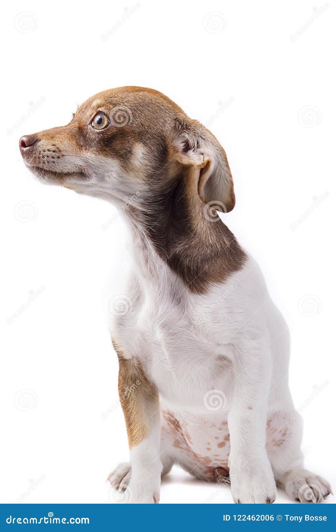 Profile of a Scared Jack Chi Puppy Stock Photo - Image of mischievous ...