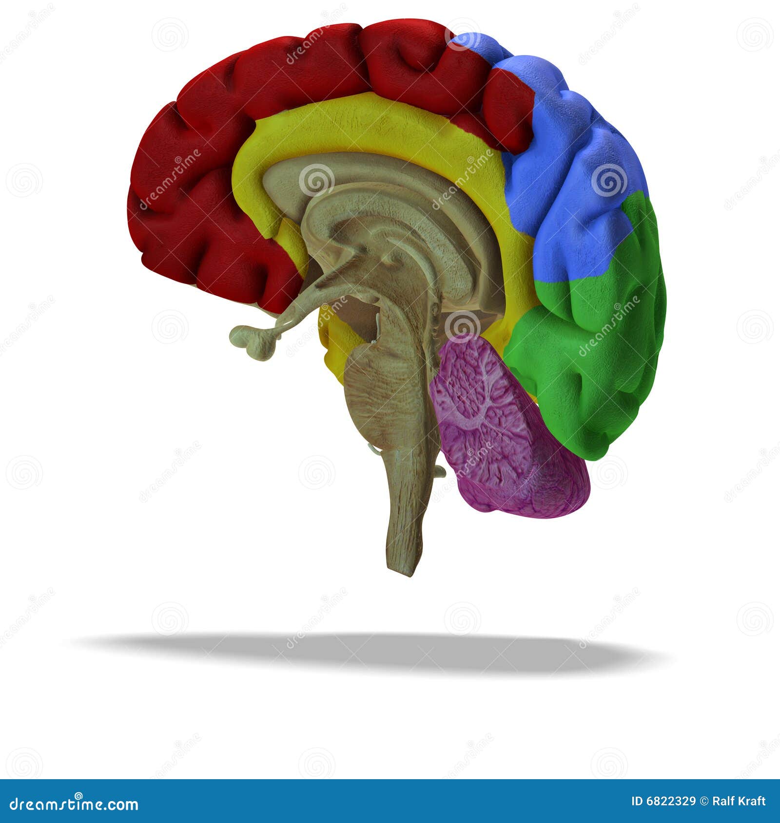 Profile / Section of a Human Brain Stock Illustration - Illustration of ...